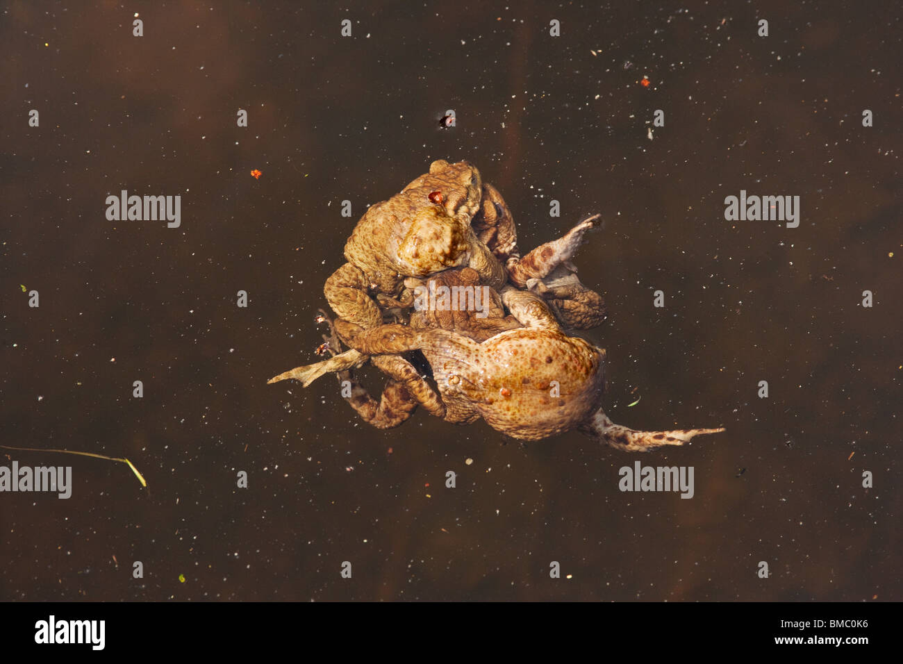 Rospi in amplexus immagini e fotografie stock ad alta risoluzione - Alamy
