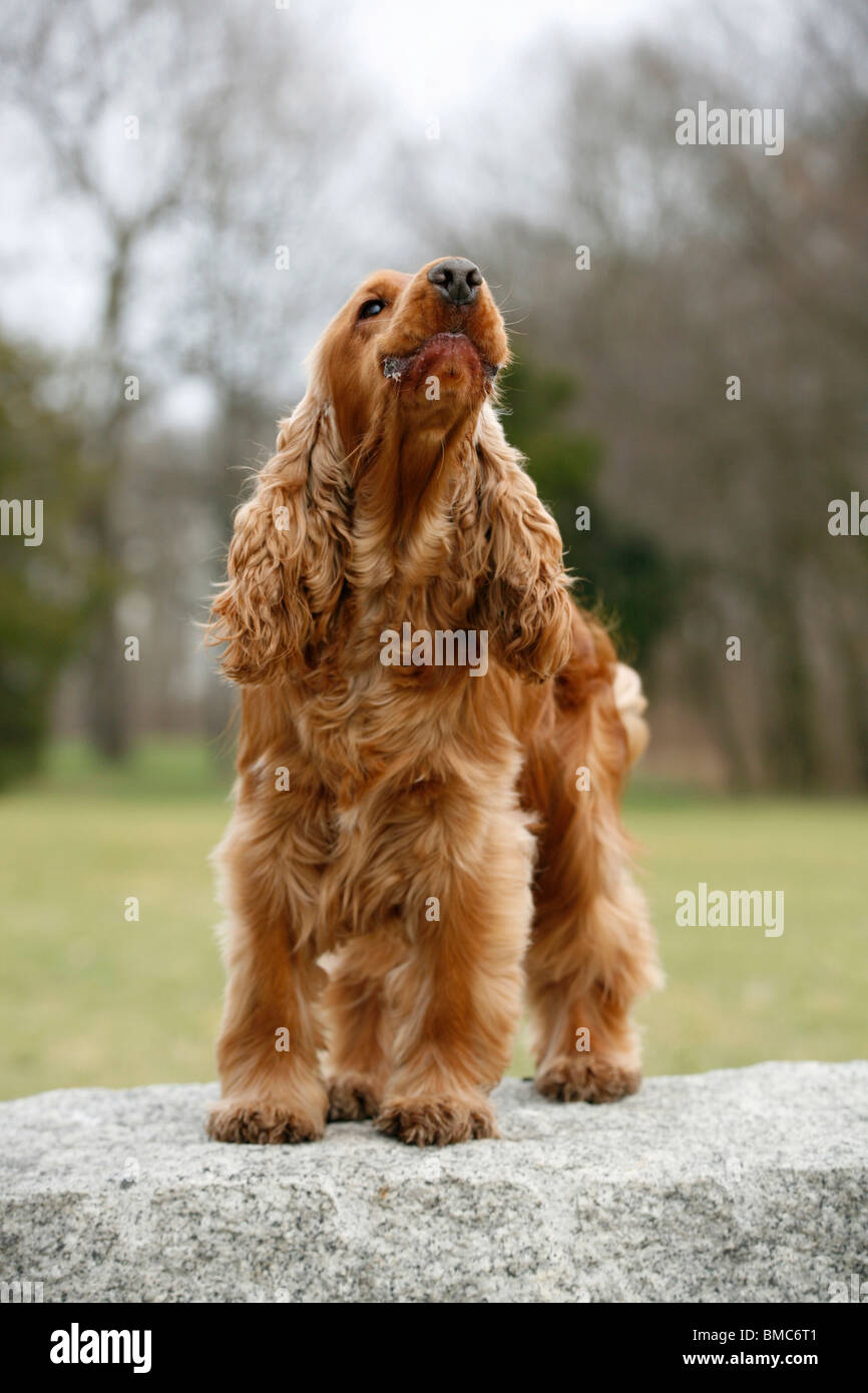 Bellender hund immagini e fotografie stock ad alta risoluzione - Alamy