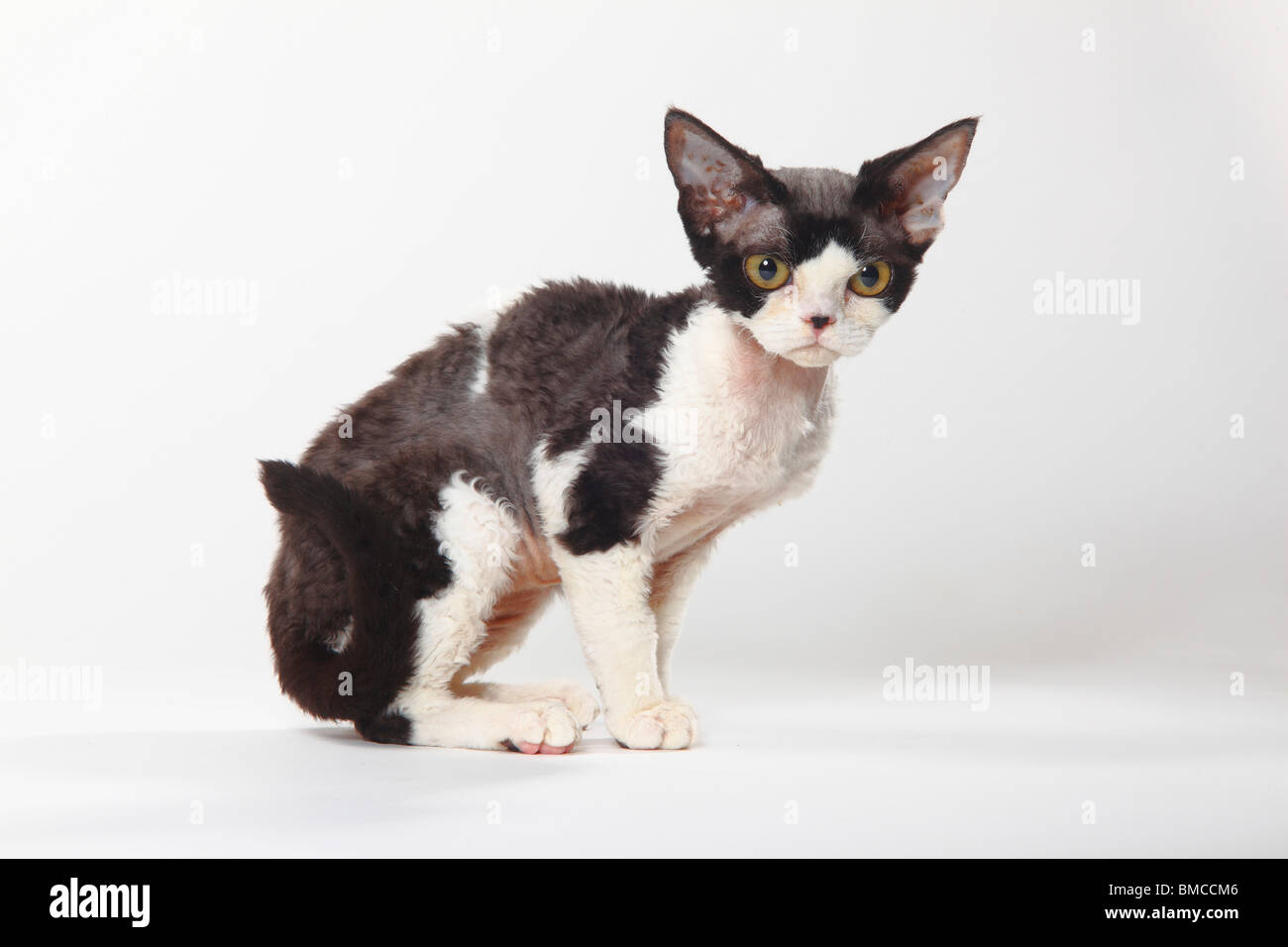 Gatto devon rex immagini e fotografie stock ad alta risoluzione - Alamy