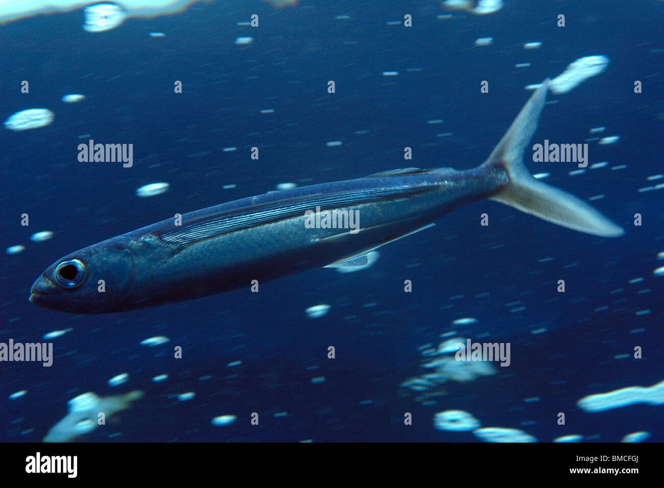 Specie Di Pesci Pelagici Immagini e Fotos Stock - Alamy