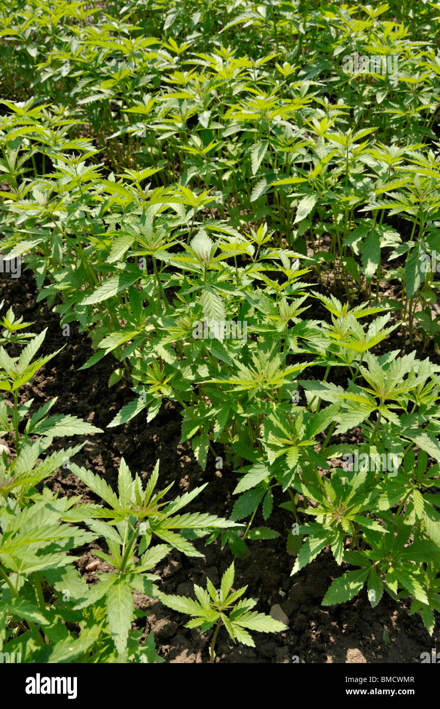 Pianta di cannabis immagini e fotografie stock ad alta risoluzione - Alamy