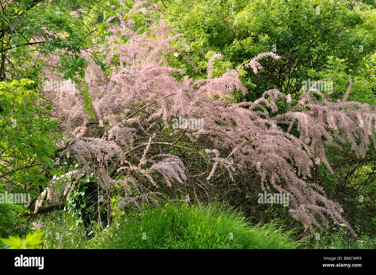 Pianta di tamerici immagini e fotografie stock ad alta risoluzione - Alamy