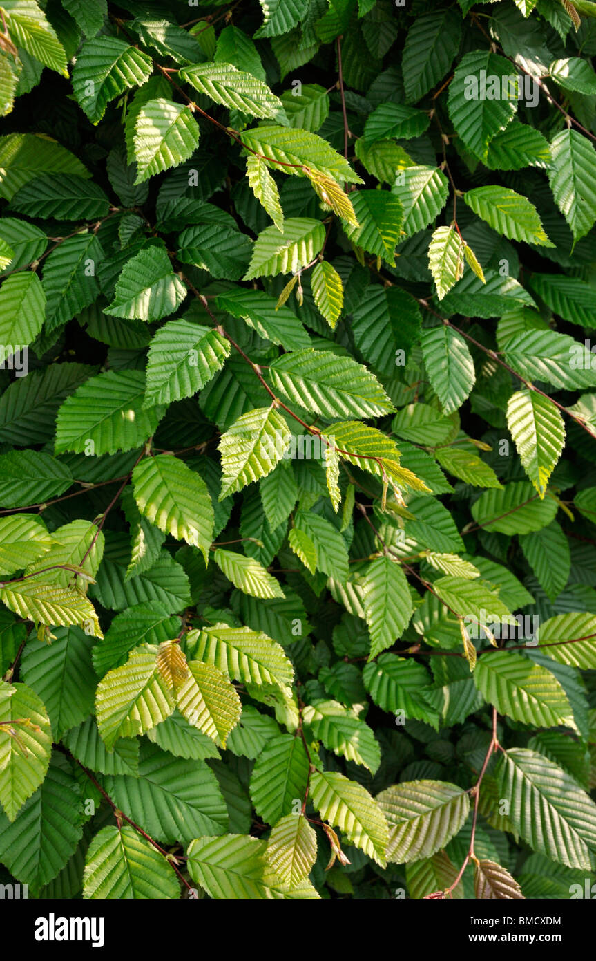Carpinus betulus tree immagini e fotografie stock ad alta risoluzione ...