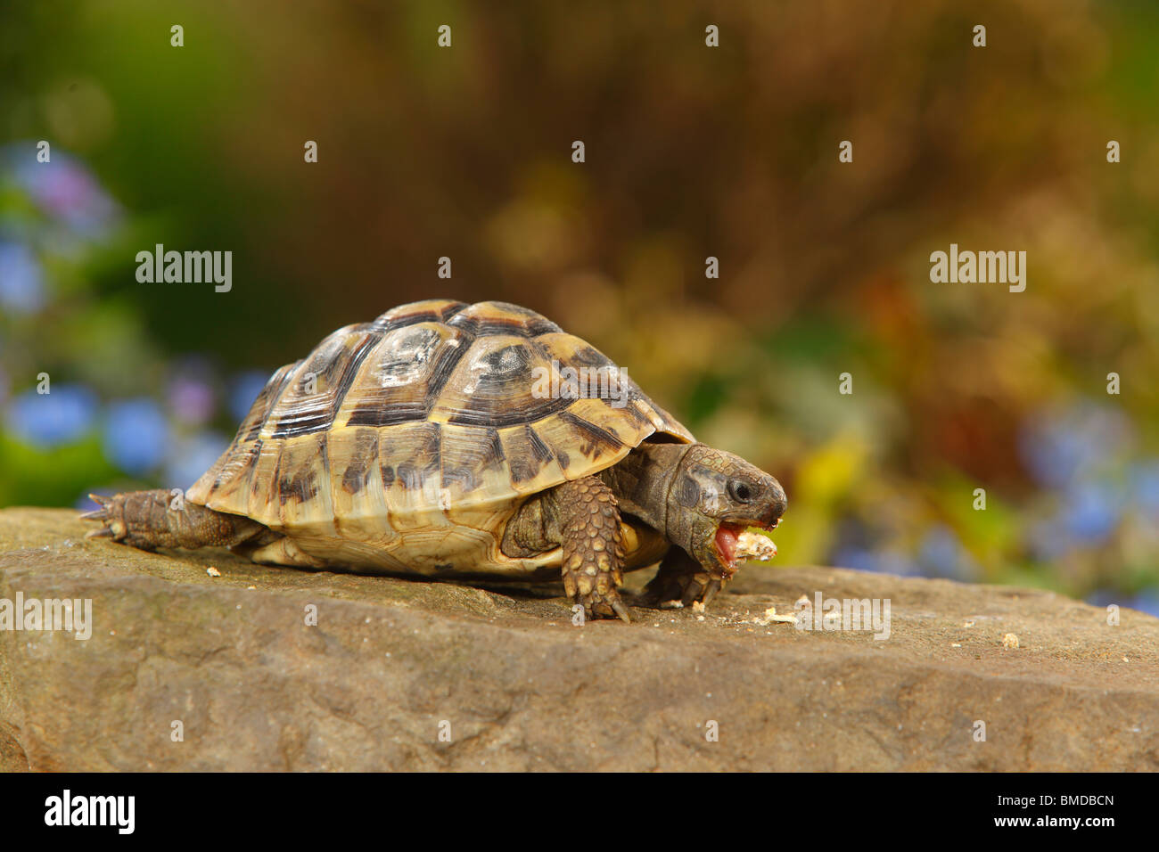 Testudo greco di tartaruga immagini e fotografie stock ad alta ...