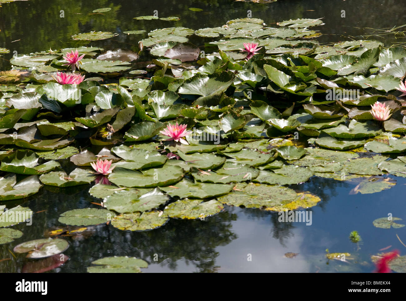 Fondazione claude monet immagini e fotografie stock ad alta risoluzione ...