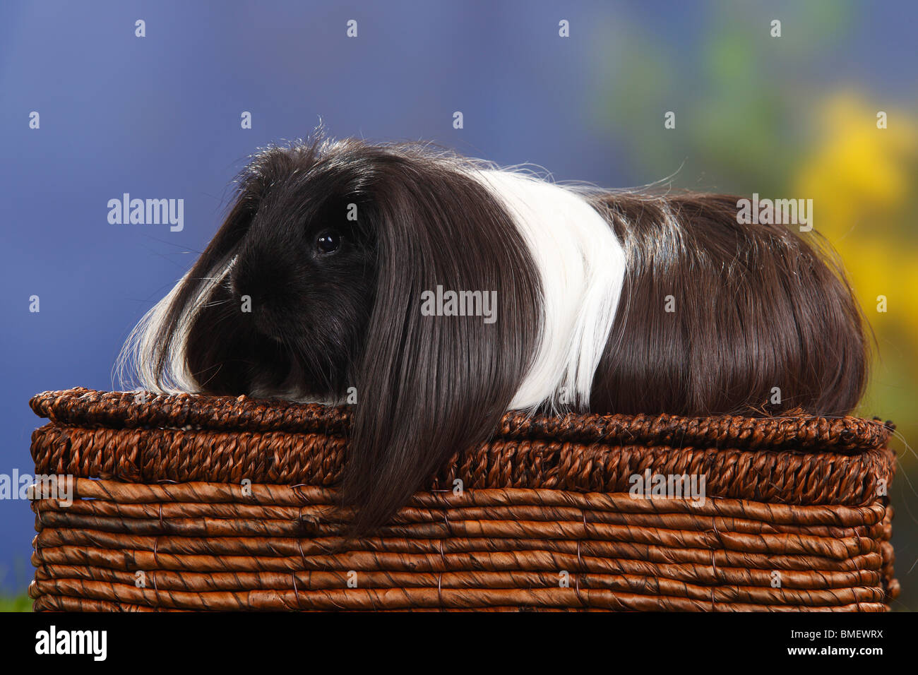 Maiale bianco e nero immagini e fotografie stock ad alta risoluzione ...