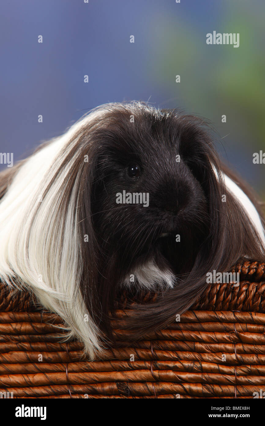 Maiale bianco e nero immagini e fotografie stock ad alta risoluzione ...