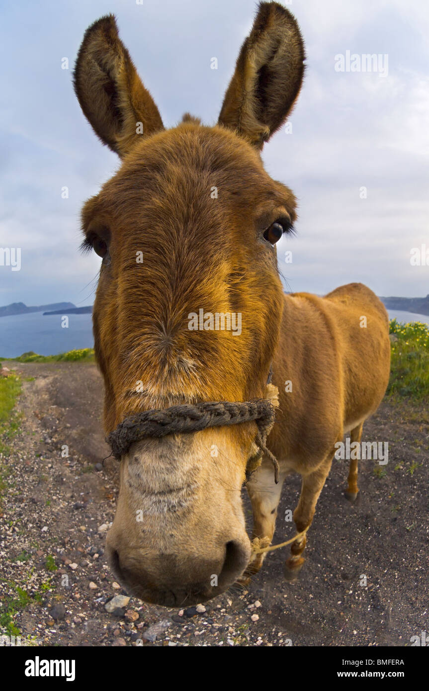 Asino con le orecchie lunghe immagini e fotografie stock ad alta ...