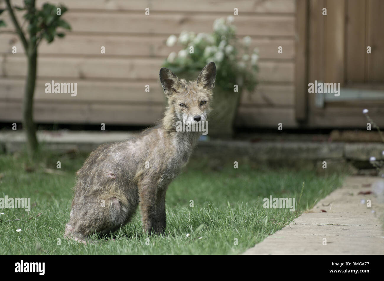 Fauna selvatica del giardino urbano immagini e fotografie stock ad alta ...