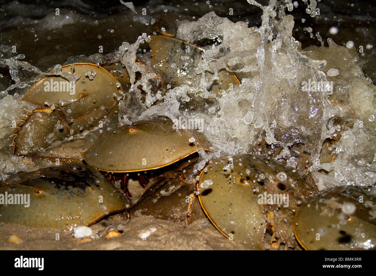 Il ferro di cavallo granchi (Limulus polyphemus) la deposizione delle ...