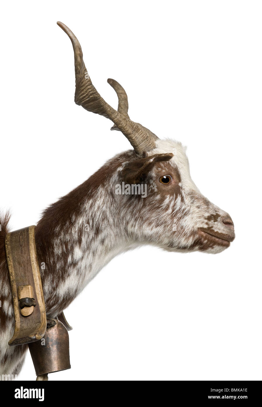 Profilo frontale immagini e fotografie stock ad alta risoluzione - Alamy