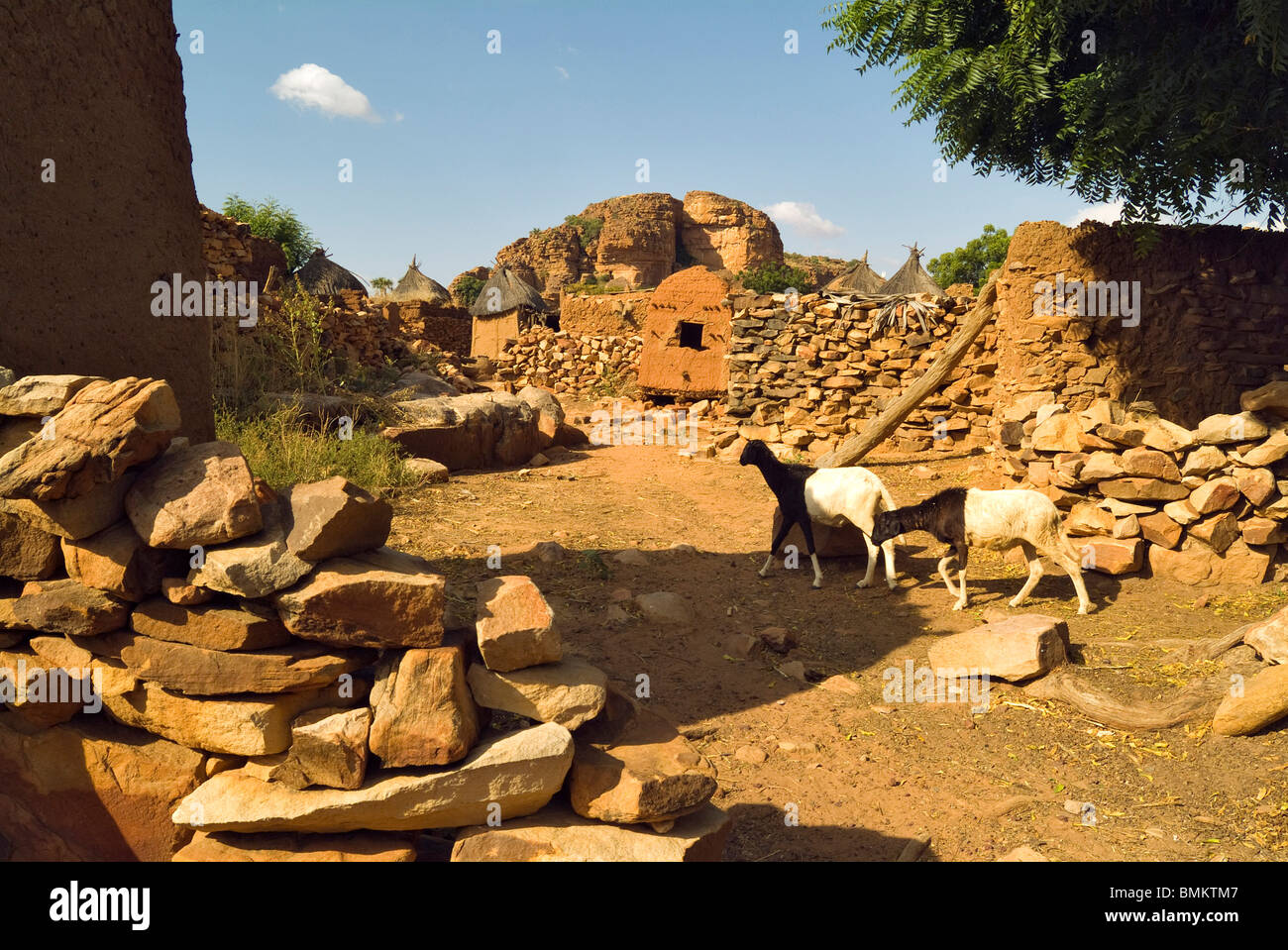 Africa Africa Occidentale, Mali, Songo Village. Capre camminando a ...