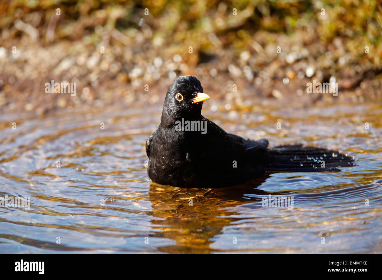 Merlo maschio in giardino immagini e fotografie stock ad alta ...