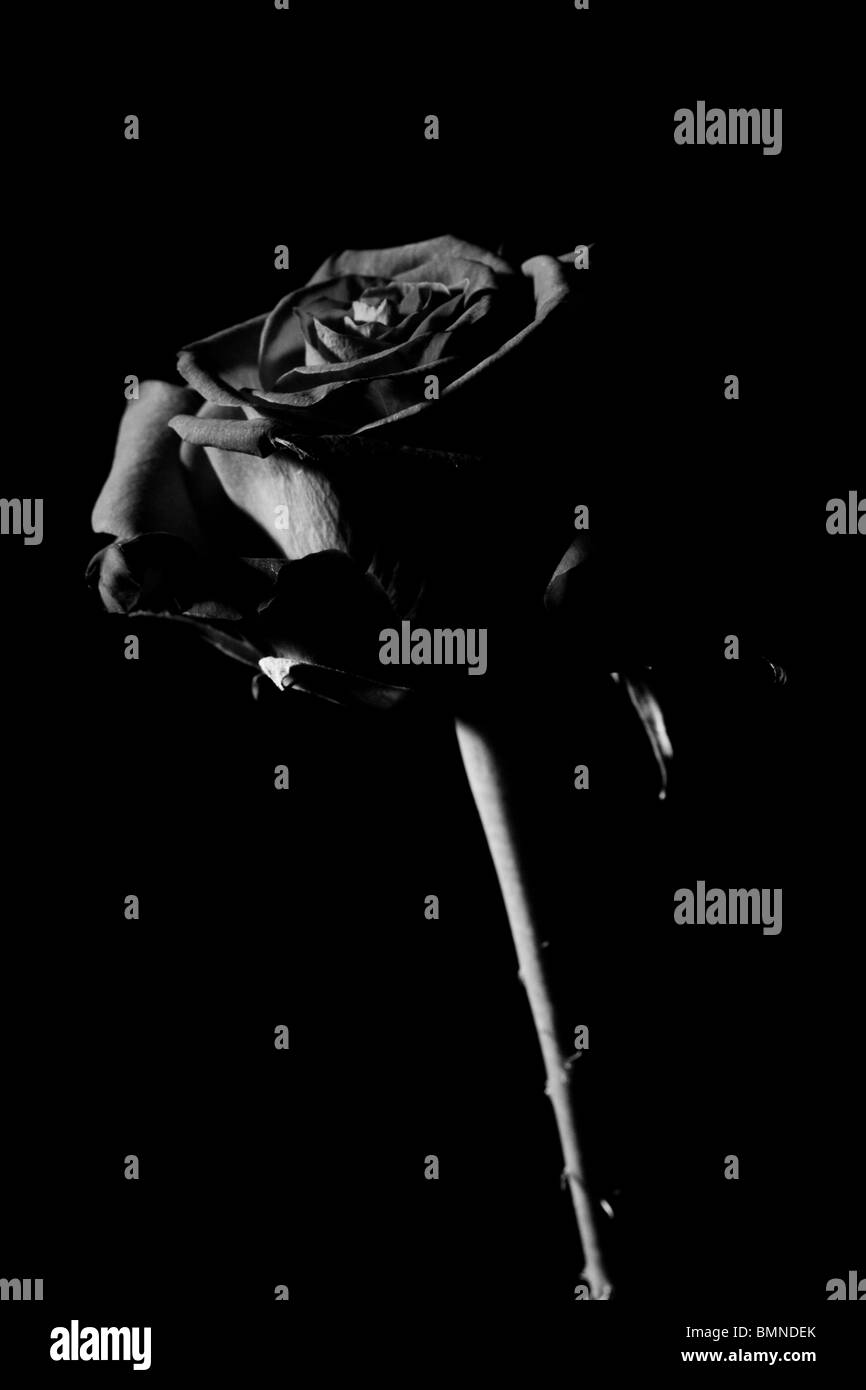 Rosa rossa e bianca Foto e Immagini Stock in Bianco e Nero - Alamy
