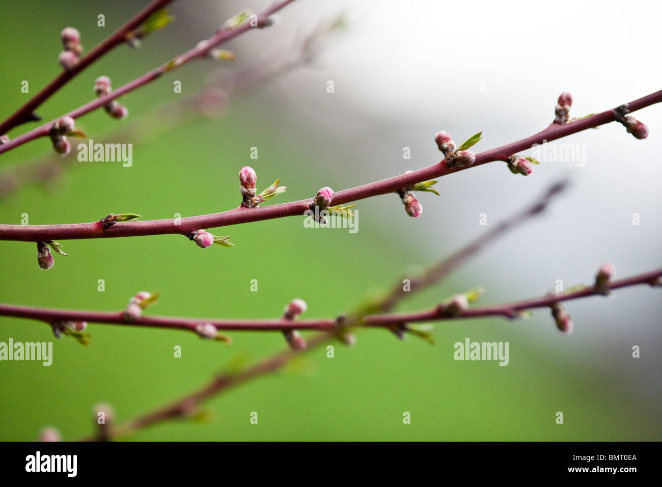 Macro di germogli di pesco sui rami Foto stock - Alamy
