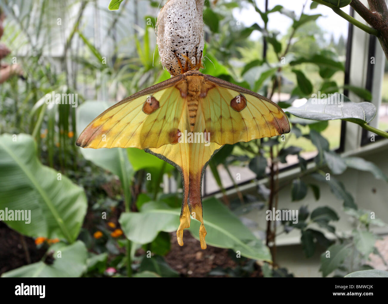 Falena gigante immagini e fotografie stock ad alta risoluzione - Alamy