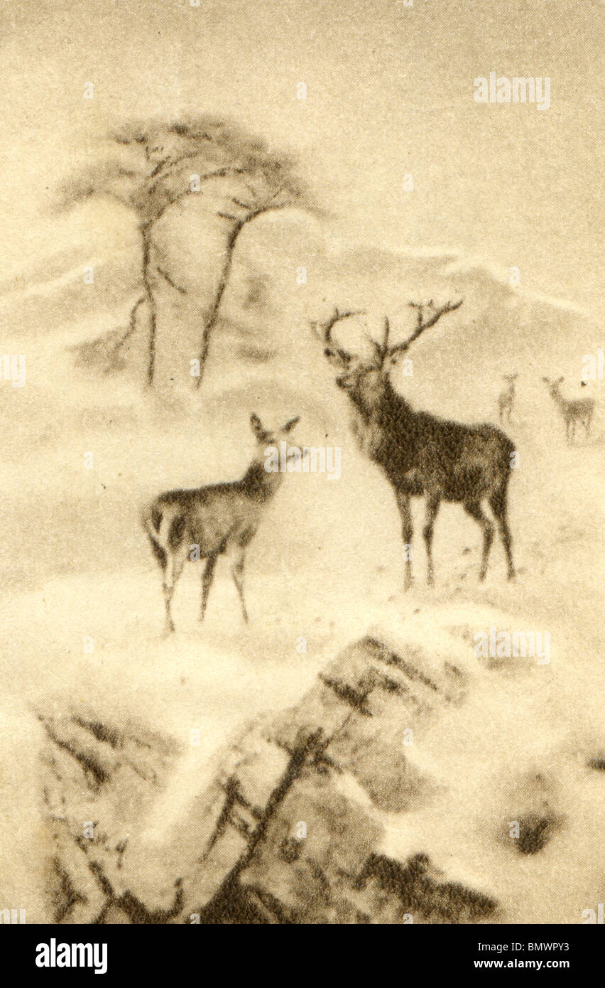 Scena dei cervi immagini e fotografie stock ad alta risoluzione - Alamy
