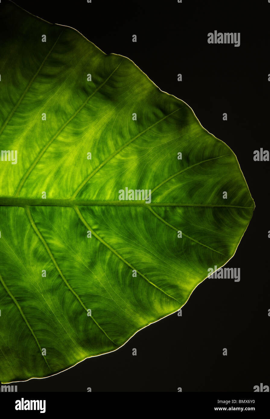 Pianta Tropicale Verde Immagini e Fotos Stock - Alamy