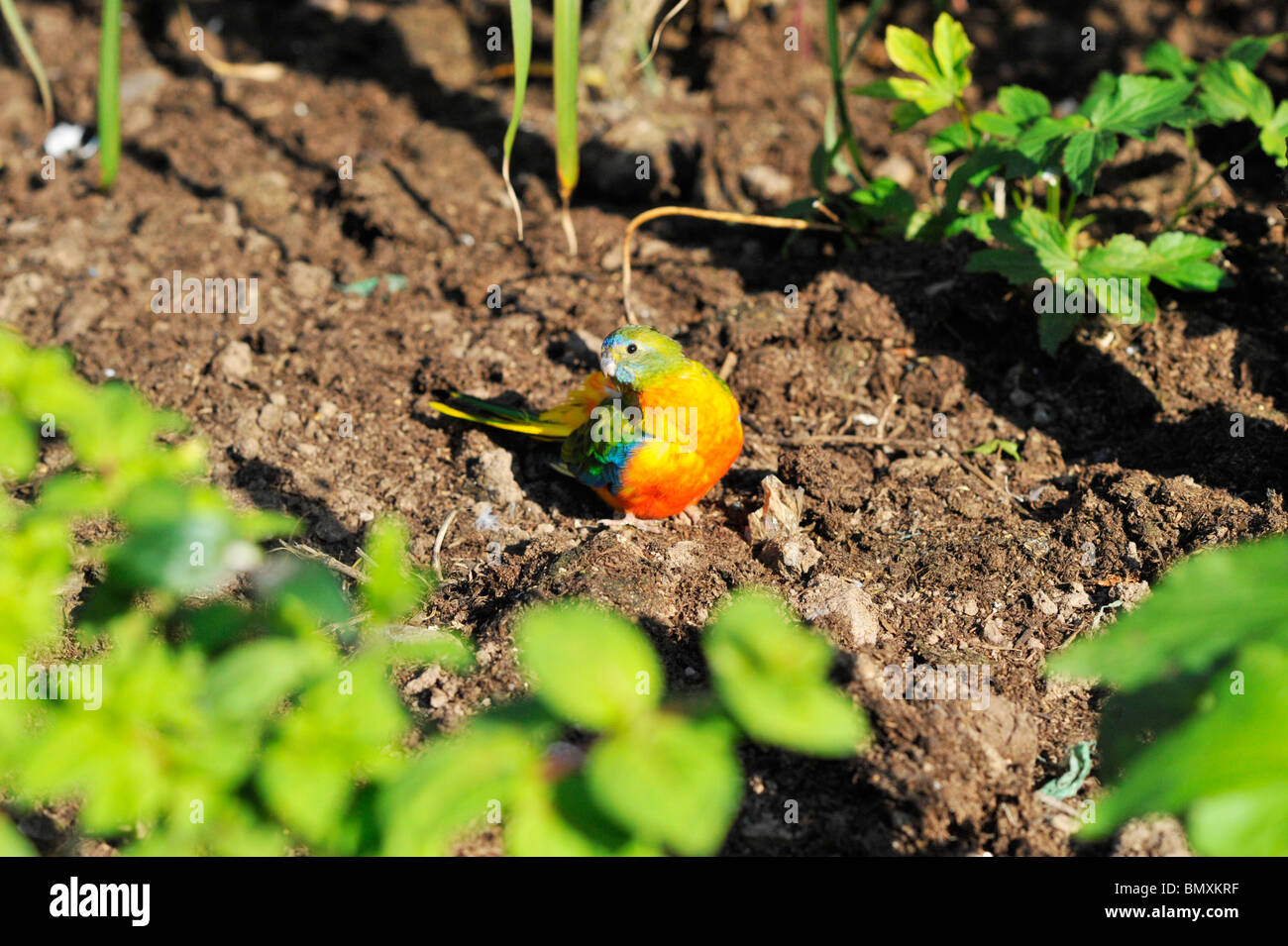 Pappagallo di terra immagini e fotografie stock ad alta risoluzione - Alamy