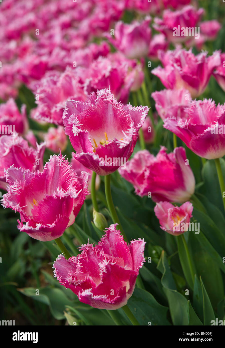 Tulipani fantasia volant immagini e fotografie stock ad alta risoluzione - Alamy