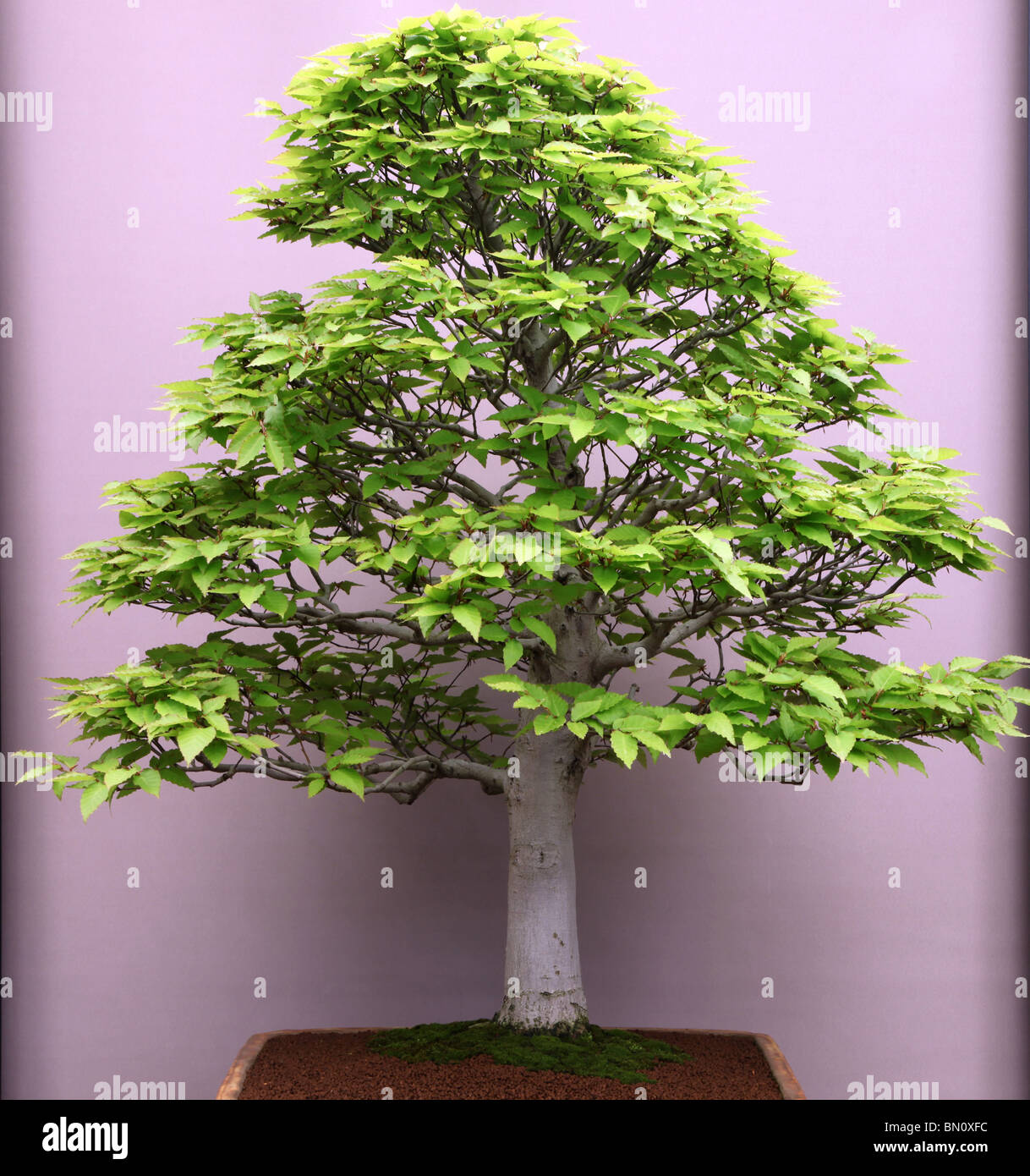 Bonsai fagus crenata immagini e fotografie stock ad alta risoluzione - Alamy