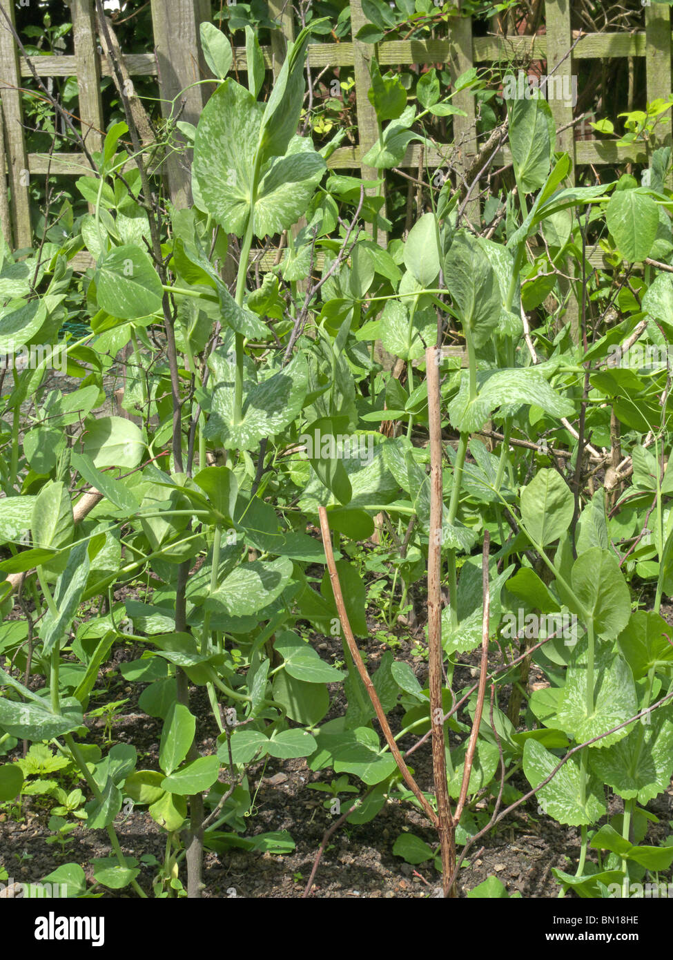 Pianta di piselli immagini e fotografie stock ad alta risoluzione - Alamy