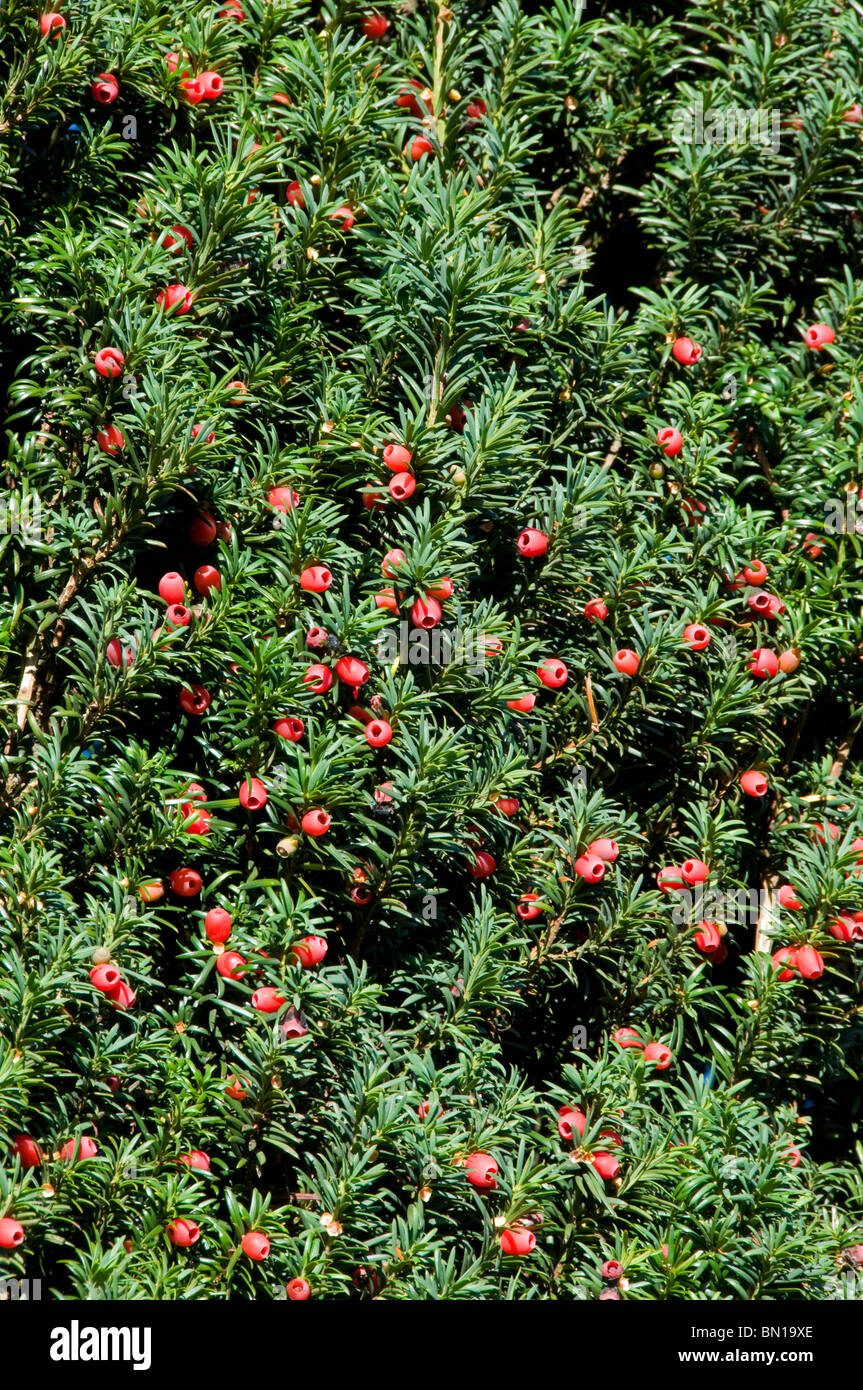 Albero di tasso immagini e fotografie stock ad alta risoluzione - Alamy