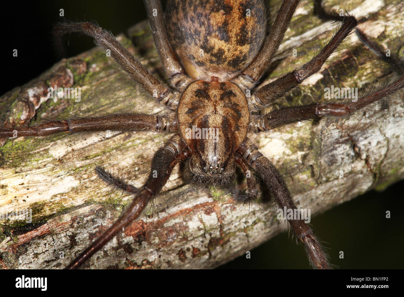 Ragno della ragnatela da giardino immagini e fotografie stock ad alta ...