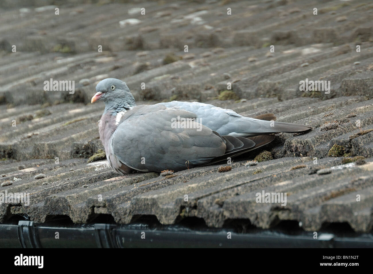 Colombaccio columba palumbus immagini e fotografie stock ad alta ...