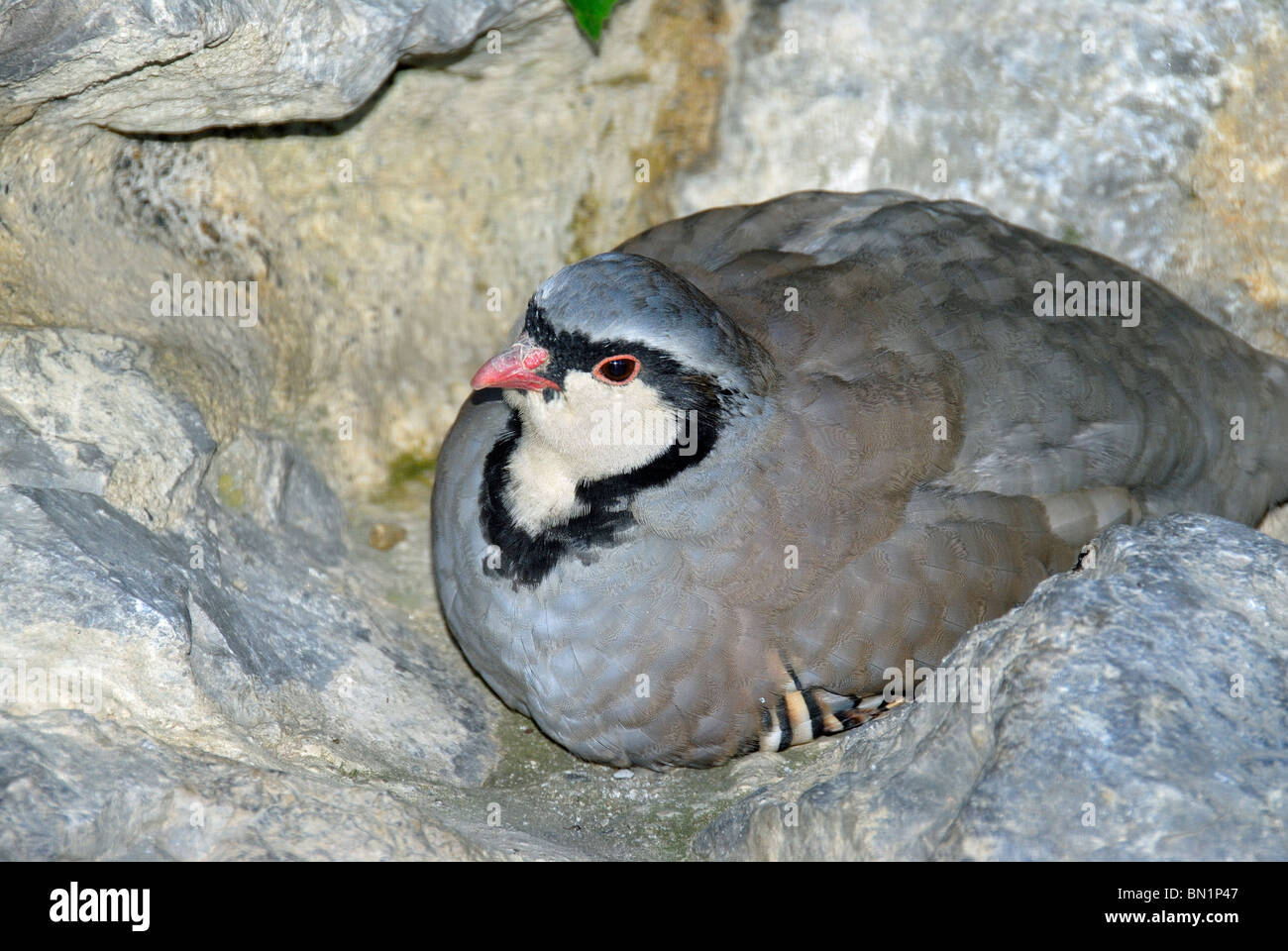 Alectoris graeca immagini e fotografie stock ad alta risoluzione - Alamy