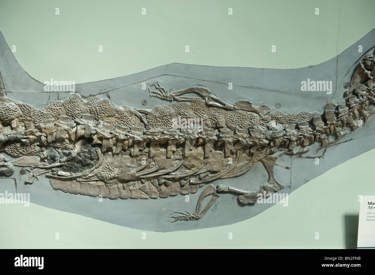 Dinosauro plesiosauro immagini e fotografie stock ad alta risoluzione ...