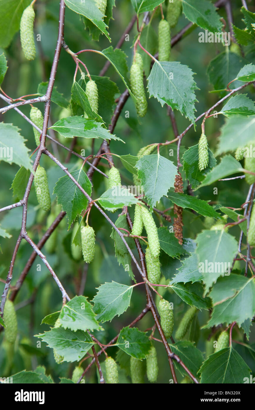 Betulla pendula immagini e fotografie stock ad alta risoluzione - Alamy