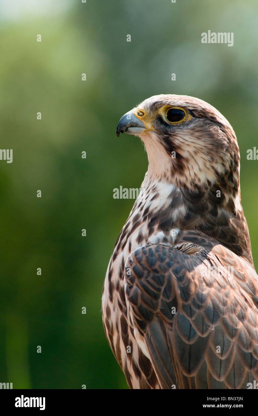 Allerta gheppio comune immagini e fotografie stock ad alta risoluzione ...
