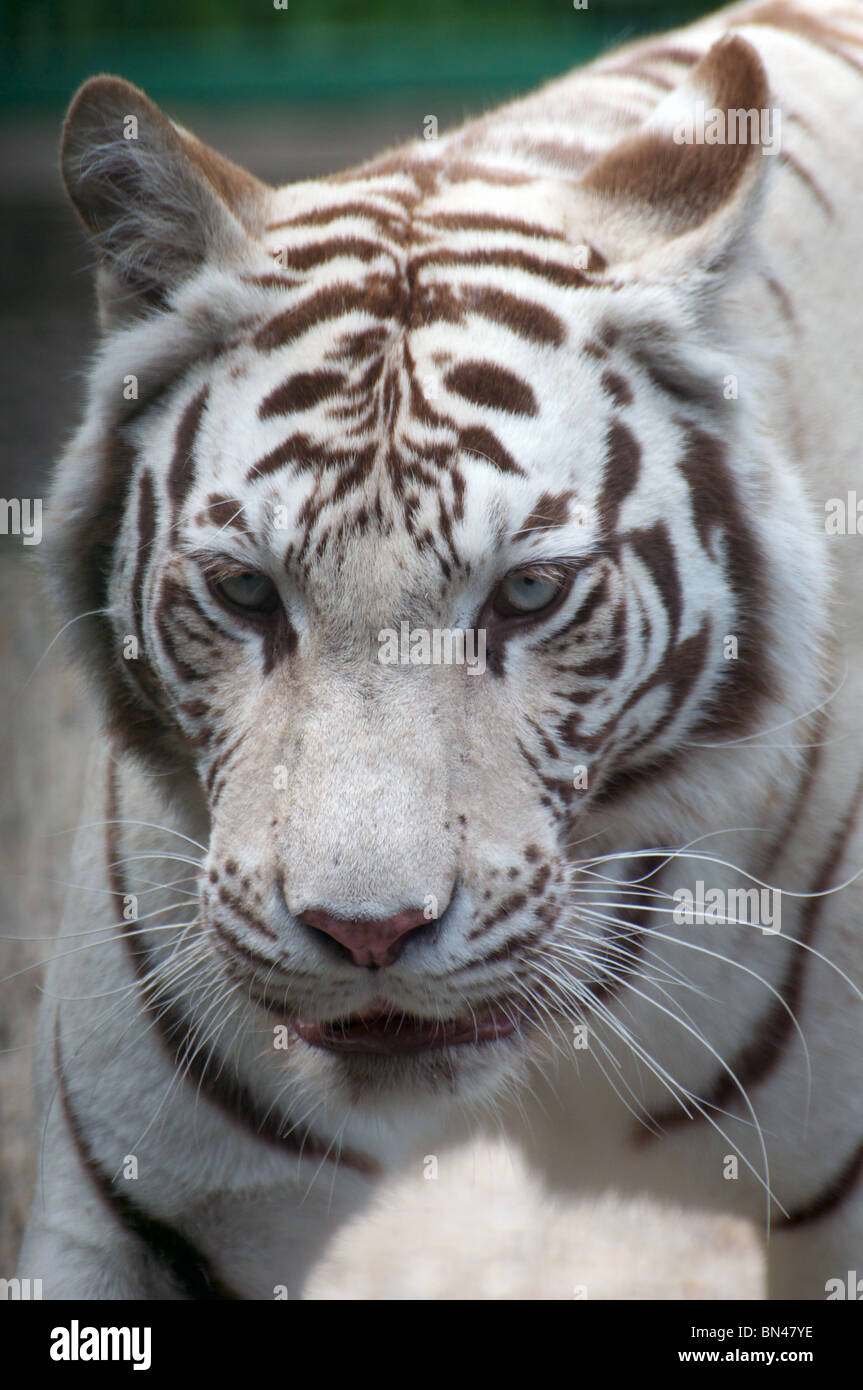 Faccia di tigre bianca immagini e fotografie stock ad alta risoluzione ...