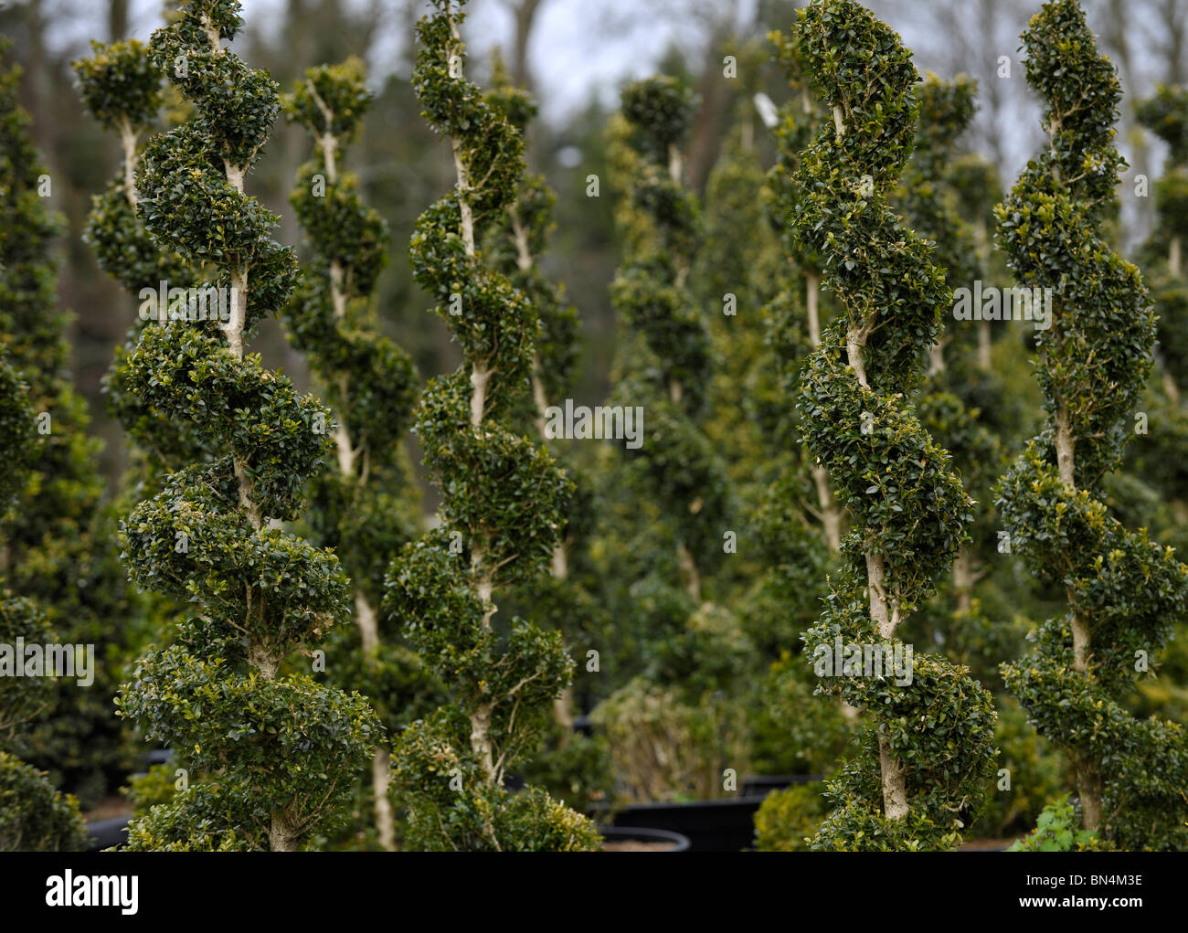 Arbustos del topiary immagini e fotografie stock ad alta risoluzione ...