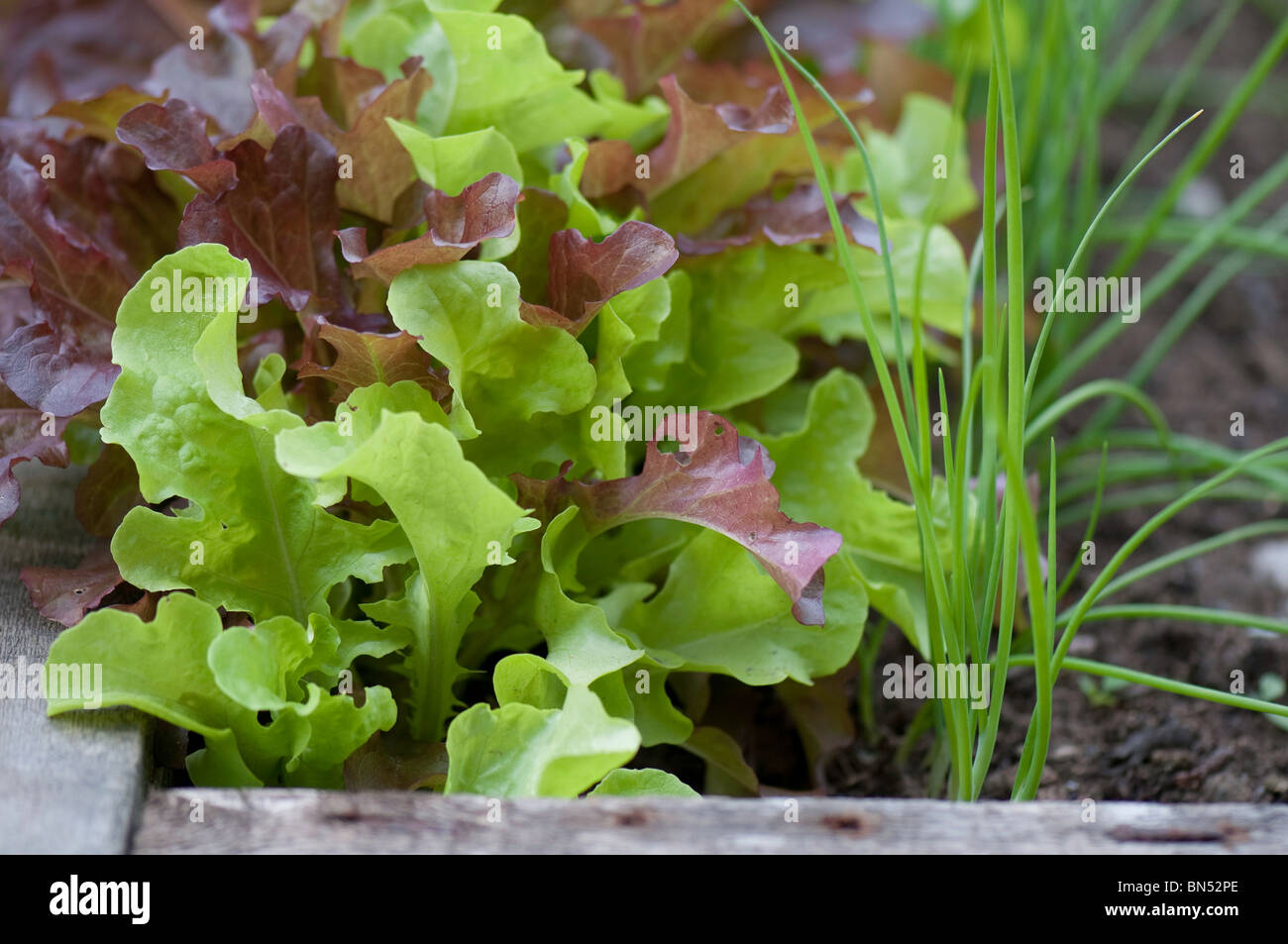 Piante in un letto rialzato immagini e fotografie stock ad alta ...