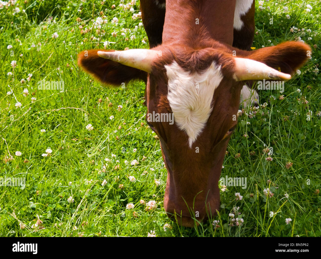 Rara razza di mucche immagini e fotografie stock ad alta risoluzione ...