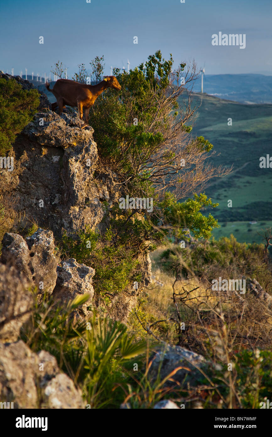 Capra di montagna in montagna immagini e fotografie stock ad alta ...