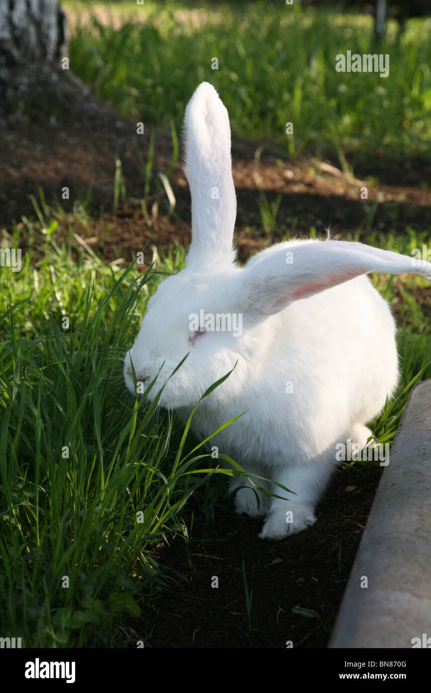 Simbolo del coniglio immagini e fotografie stock ad alta risoluzione ...