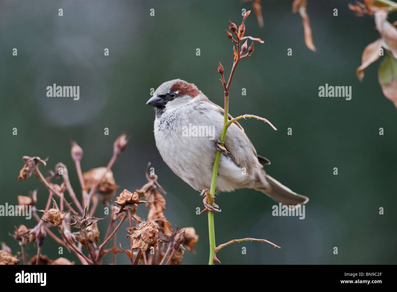 Passerotto maschio immagini e fotografie stock ad alta risoluzione - Alamy