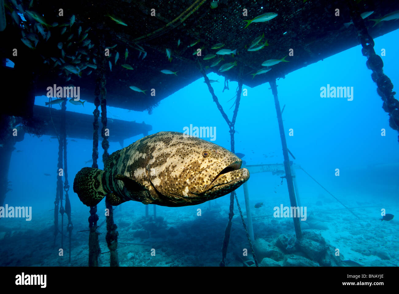 Cernia di golia immagini e fotografie stock ad alta risoluzione - Alamy