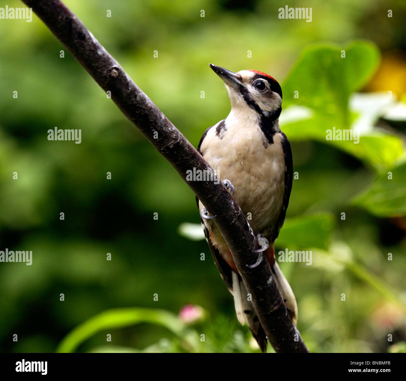 Uccelli picchio immagini e fotografie stock ad alta risoluzione - Alamy