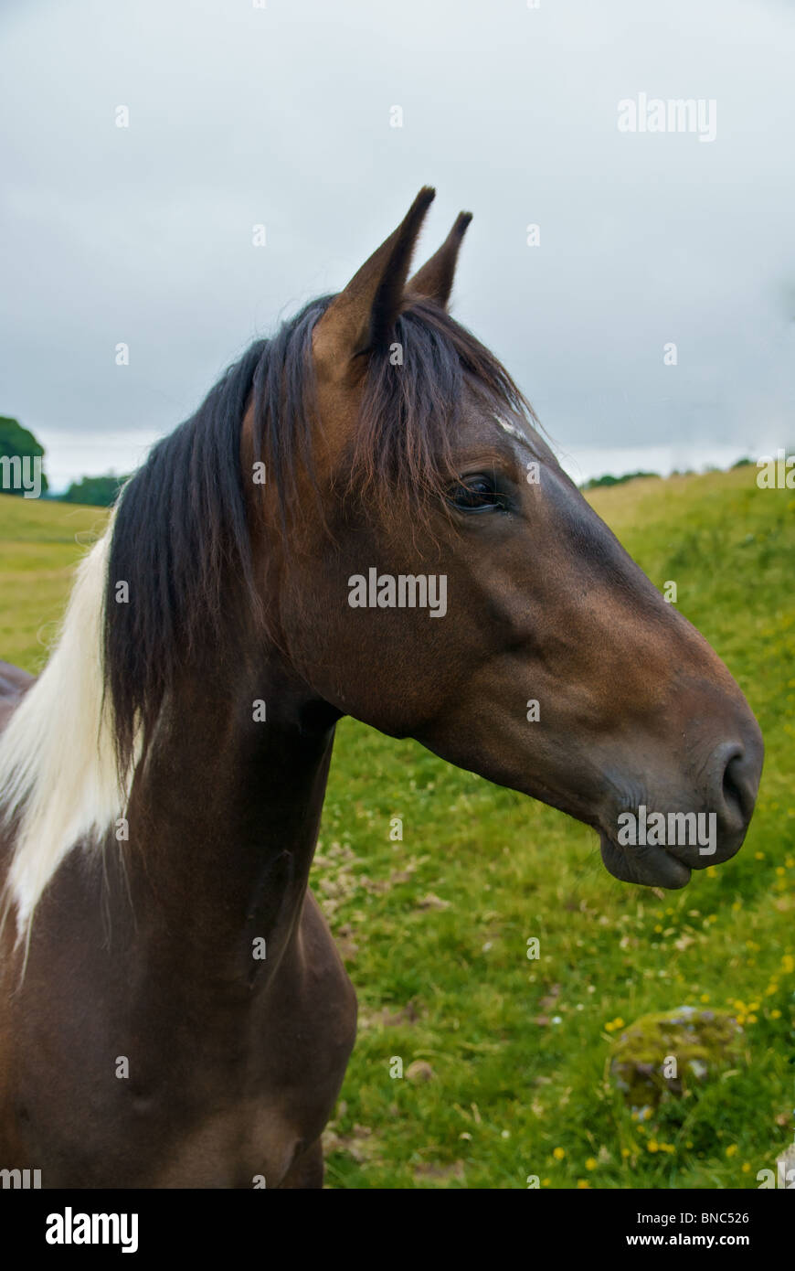 Testa di cavallo profilo immagini e fotografie stock ad alta ...