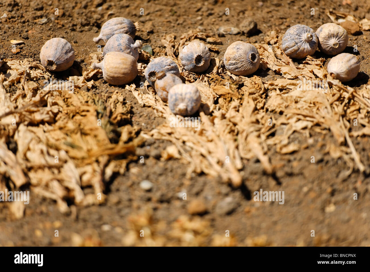 Opium poppy papaver somniferum immagini e fotografie stock ad alta ...