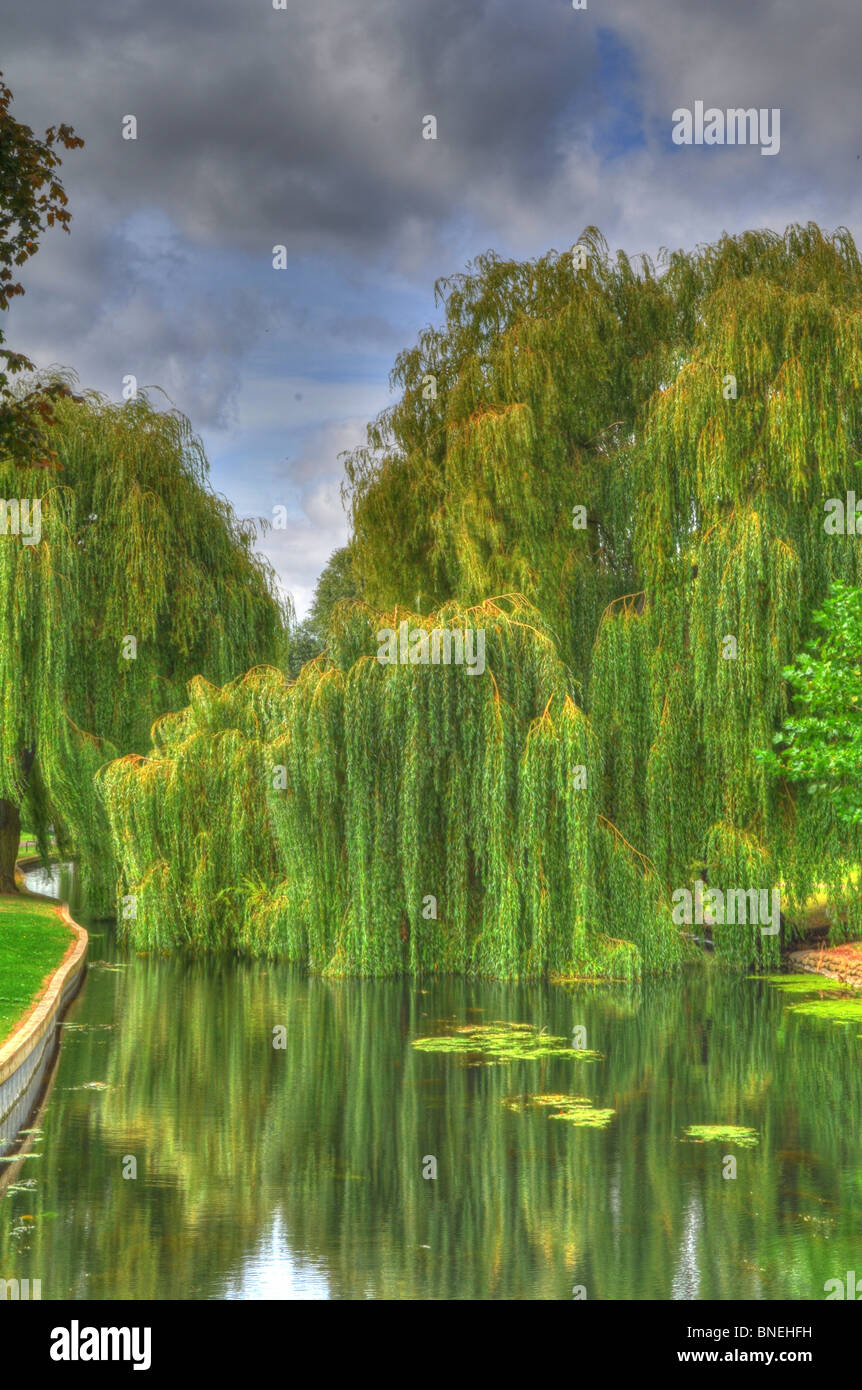 Salice piangente immagini e fotografie stock ad alta risoluzione - Alamy