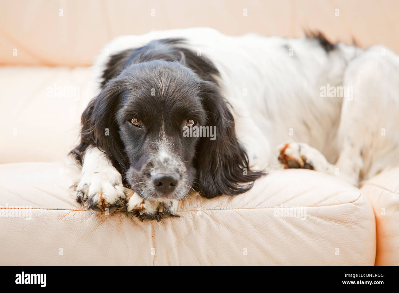 Un bianco e nero English Springer Spaniel lavorando cane posa su un ...