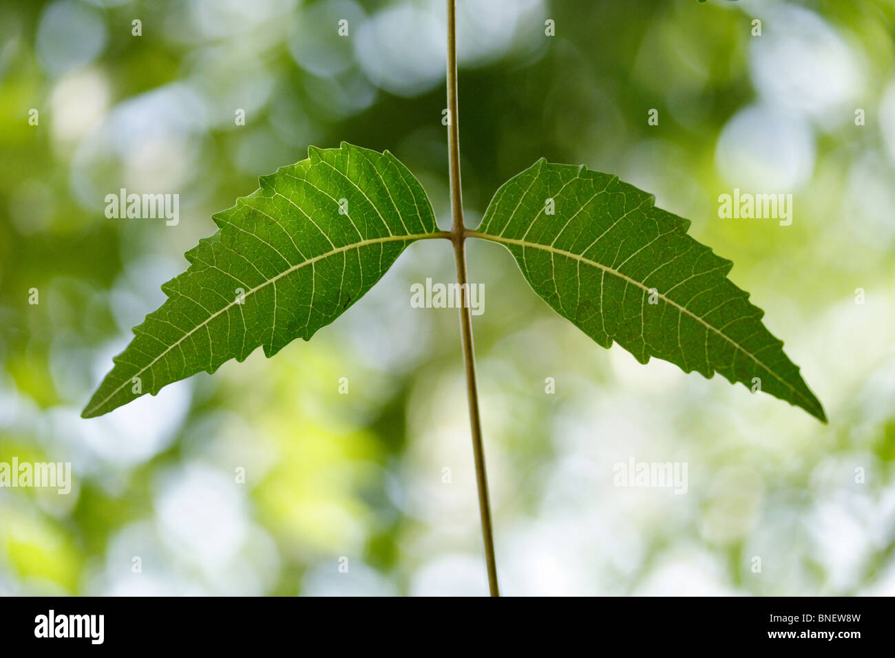 Tree neem azadirachta indica immagini e fotografie stock ad alta ...