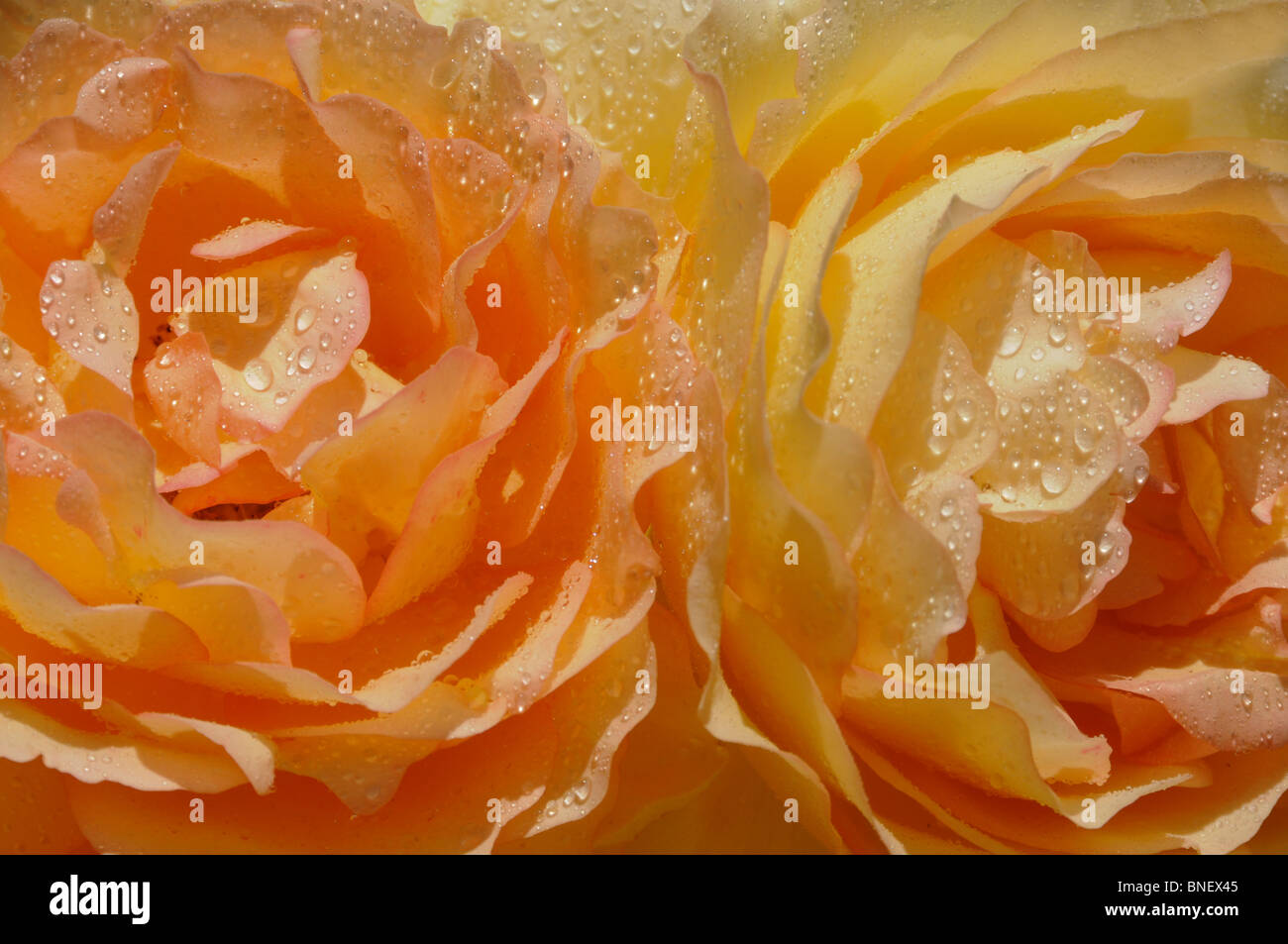 Rose gialle cornice immagini e fotografie stock ad alta risoluzione - Alamy