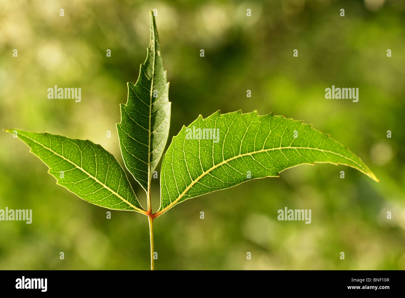 Tree neem azadirachta indica immagini e fotografie stock ad alta ...