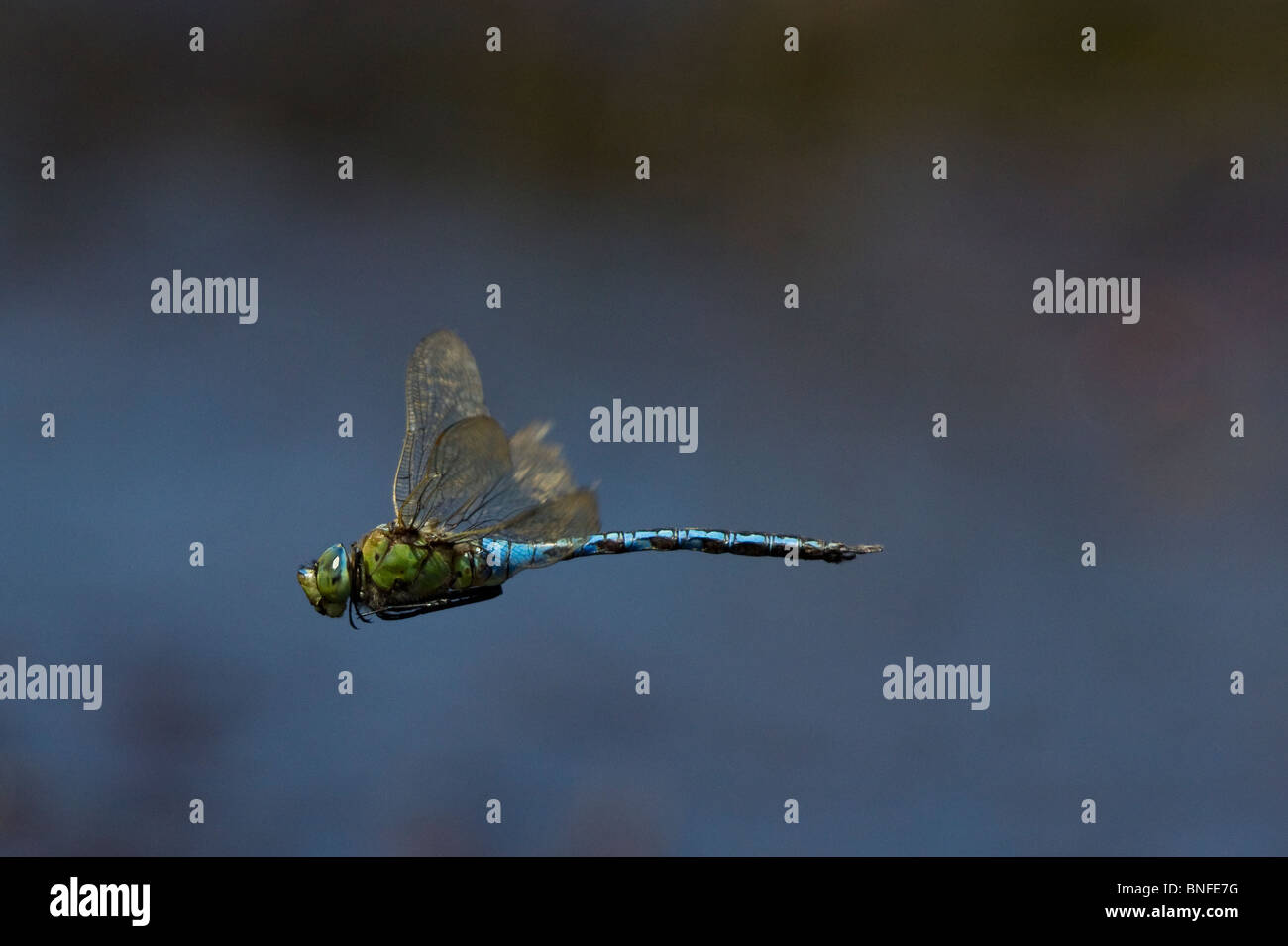 Imperatore libellula in volo immagini e fotografie stock ad alta ...